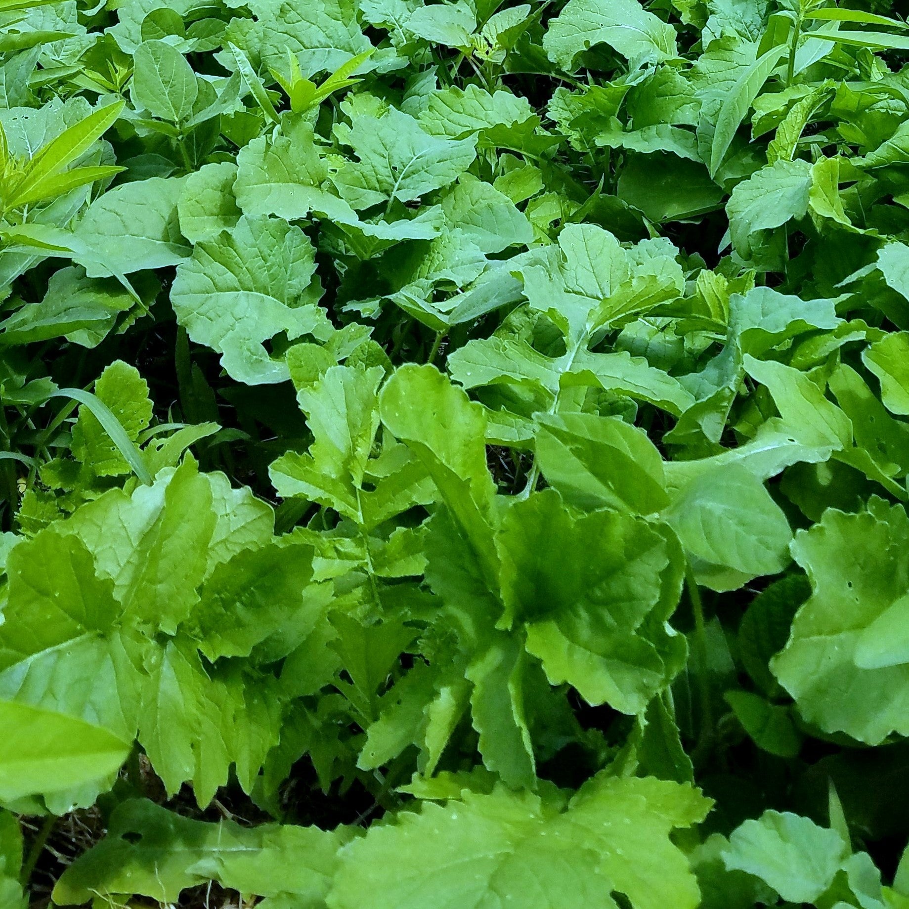 Ballistic 1/2 acre, 3.5 lbs | MAXI-RACK, LLC